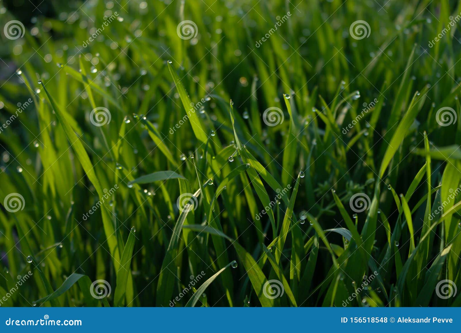 Pure Dew Drops on Grass Tips in the Morning Garden Stock Photo - Image ...