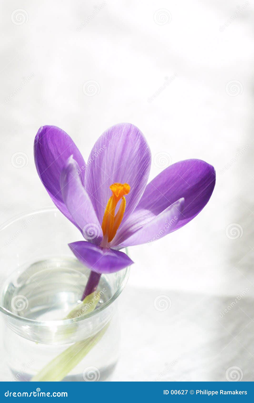 Pure flower stock image. Image of color, petal, calix, nature - 627