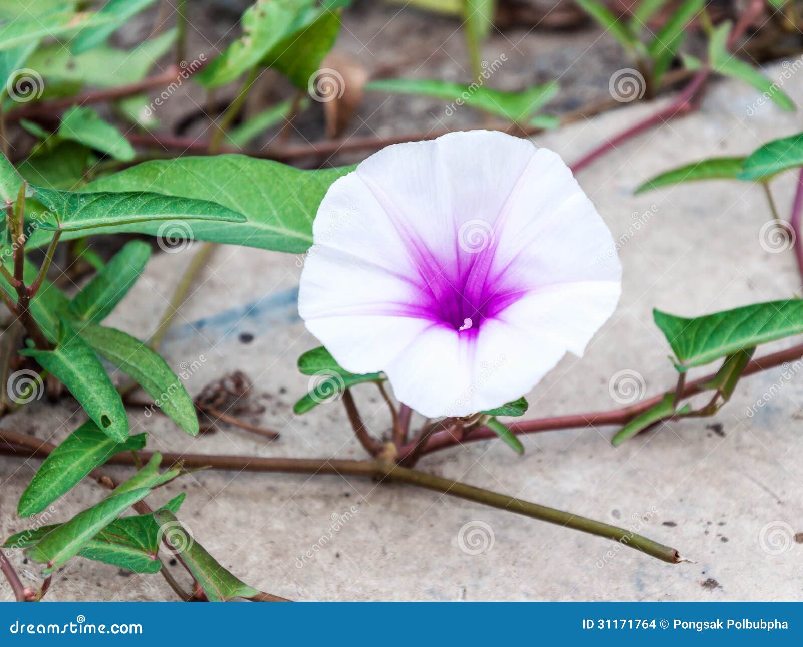 Pure flower stock photo. Image of beauty, leaf, beach - 31171764