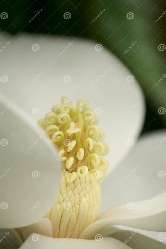 Pure forms stock image. Image of detail, america, attraction - 959569