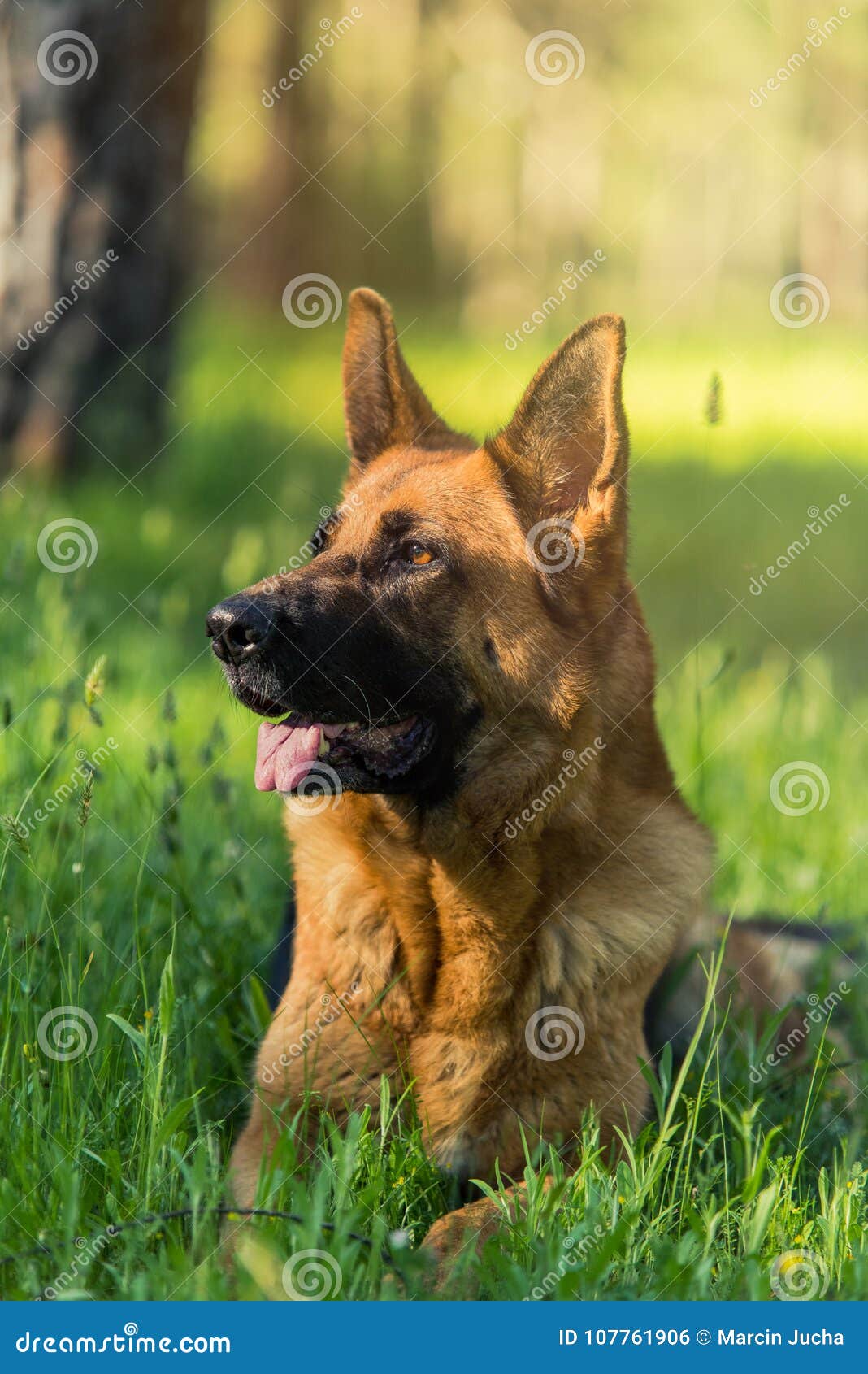 Pure German Shepherd Dog Laying on Grass Stock Photo - Image of park ...