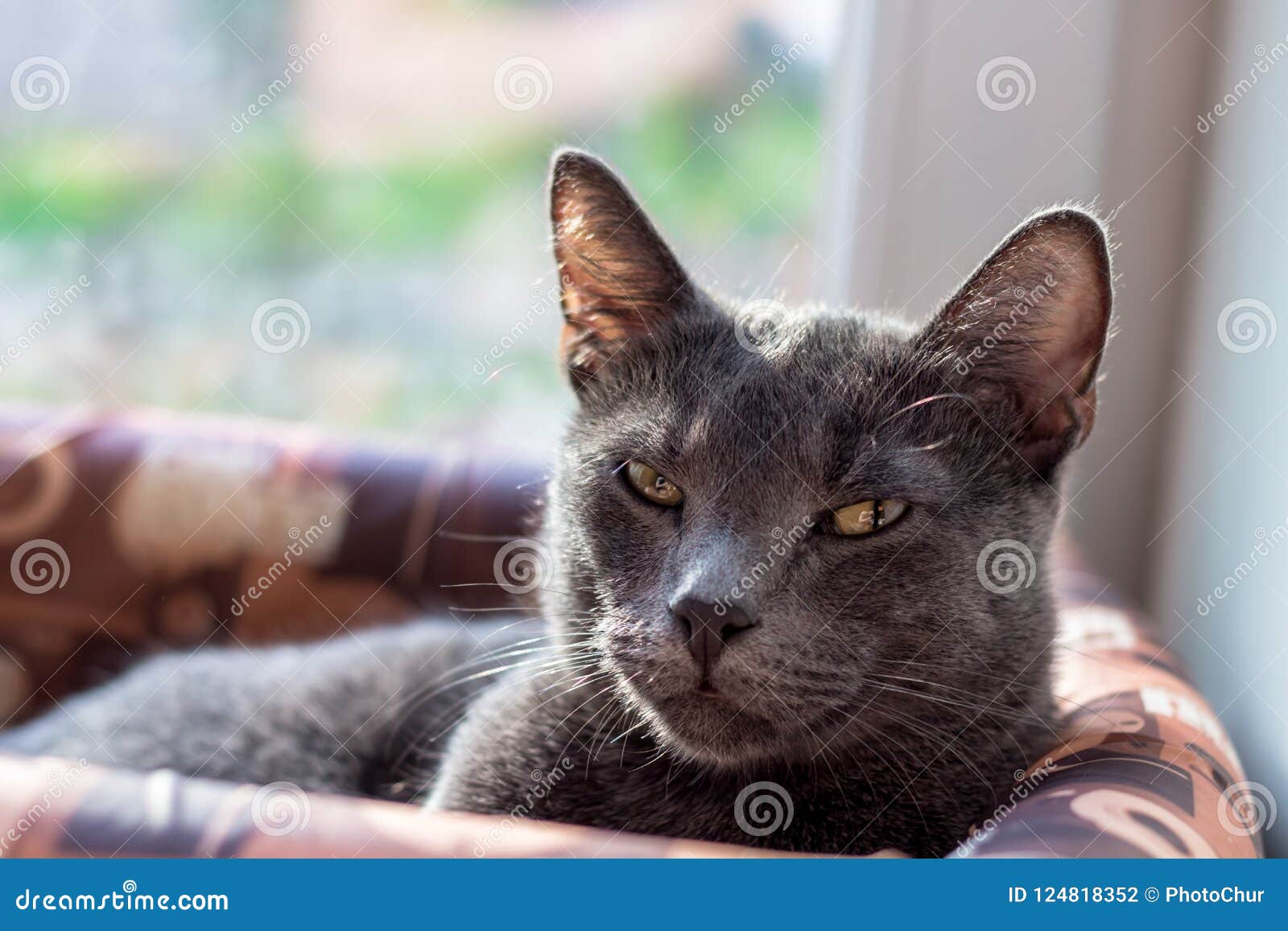Pure Gray Cat Resting in a Basket Stock Photo - Image of basket, eyes ...