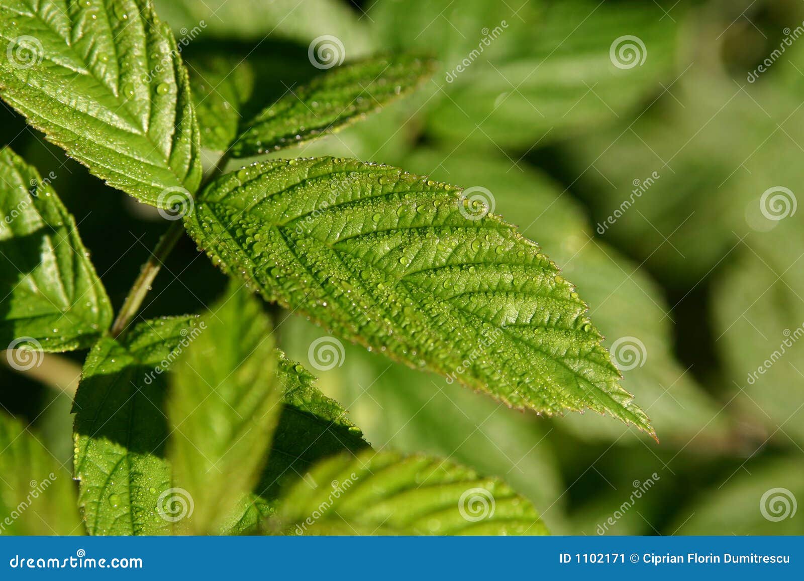 Pure green stock image. Image of botanical, fresh, natural - 1102171