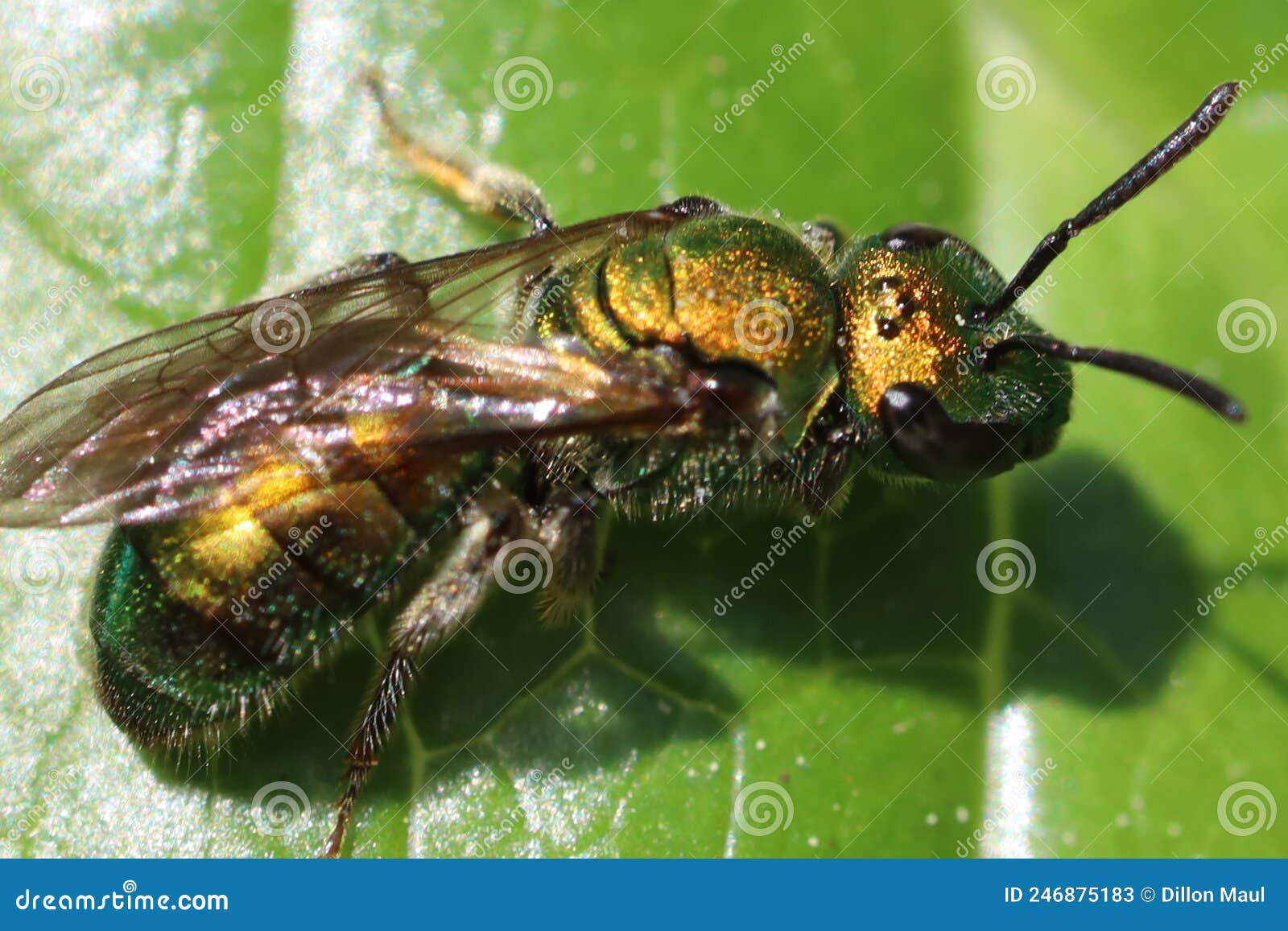Pure Green Sweat bee stock image. Image of insect, green - 246875183