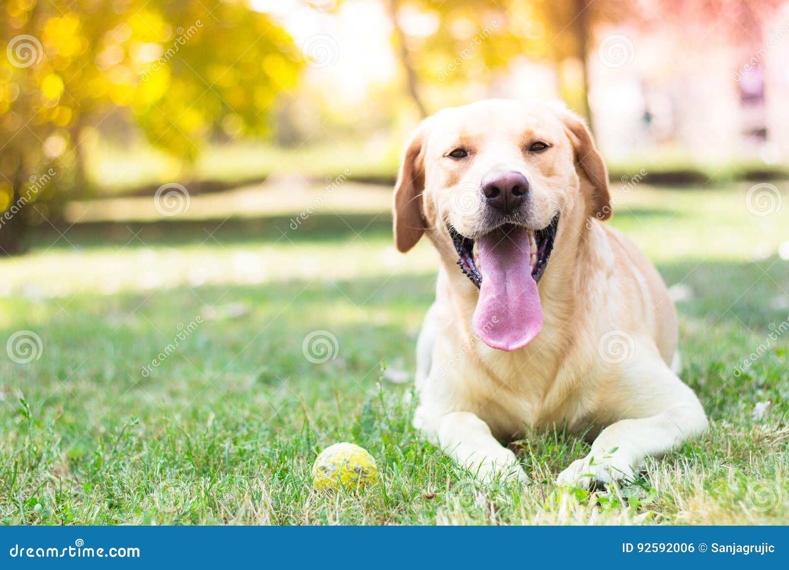 Pure happiness and joy stock photo. Image of horizontal - 92592006