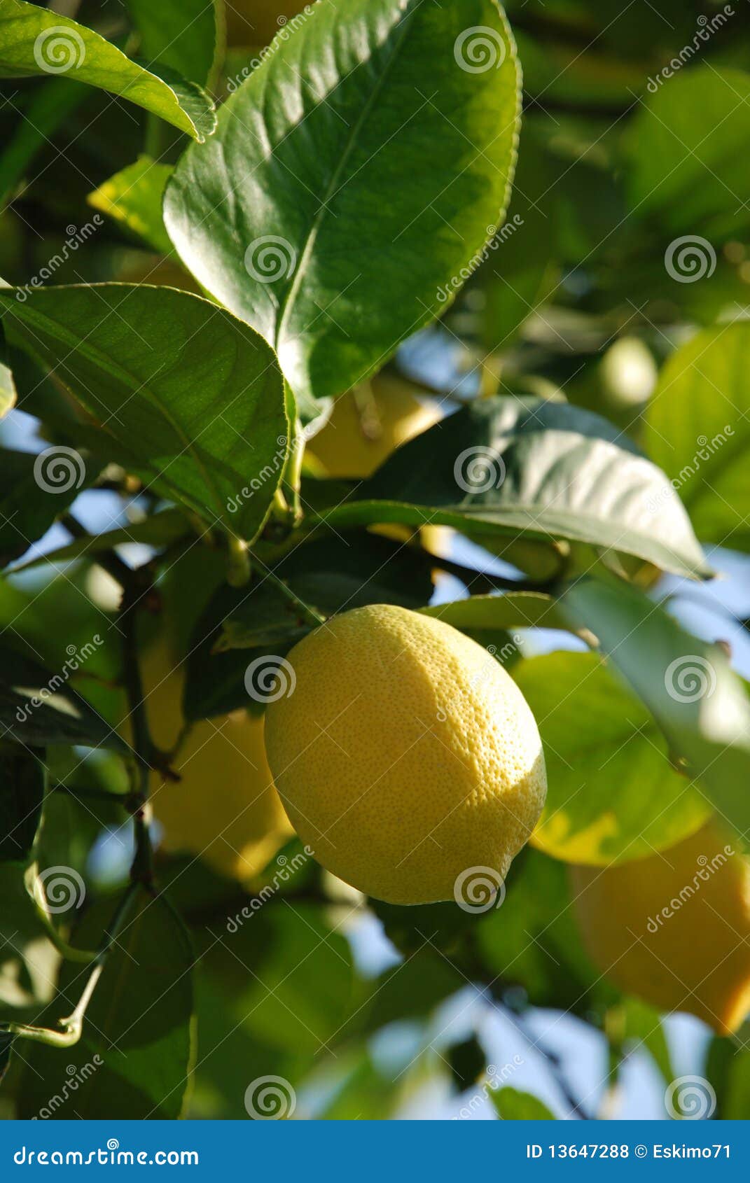 Pure lemon stock photo. Image of lemons, sweet, nice - 13647288