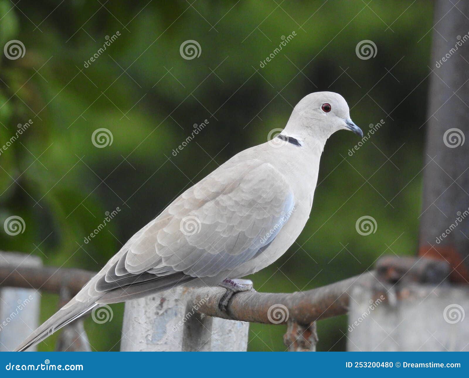 Pure little dove stock photo. Image of sparrow, bird - 253200480