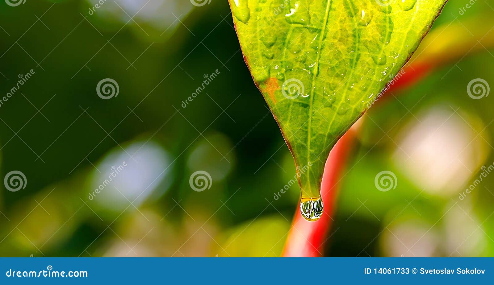 Pure macro water stock image. Image of nature, close - 14061733