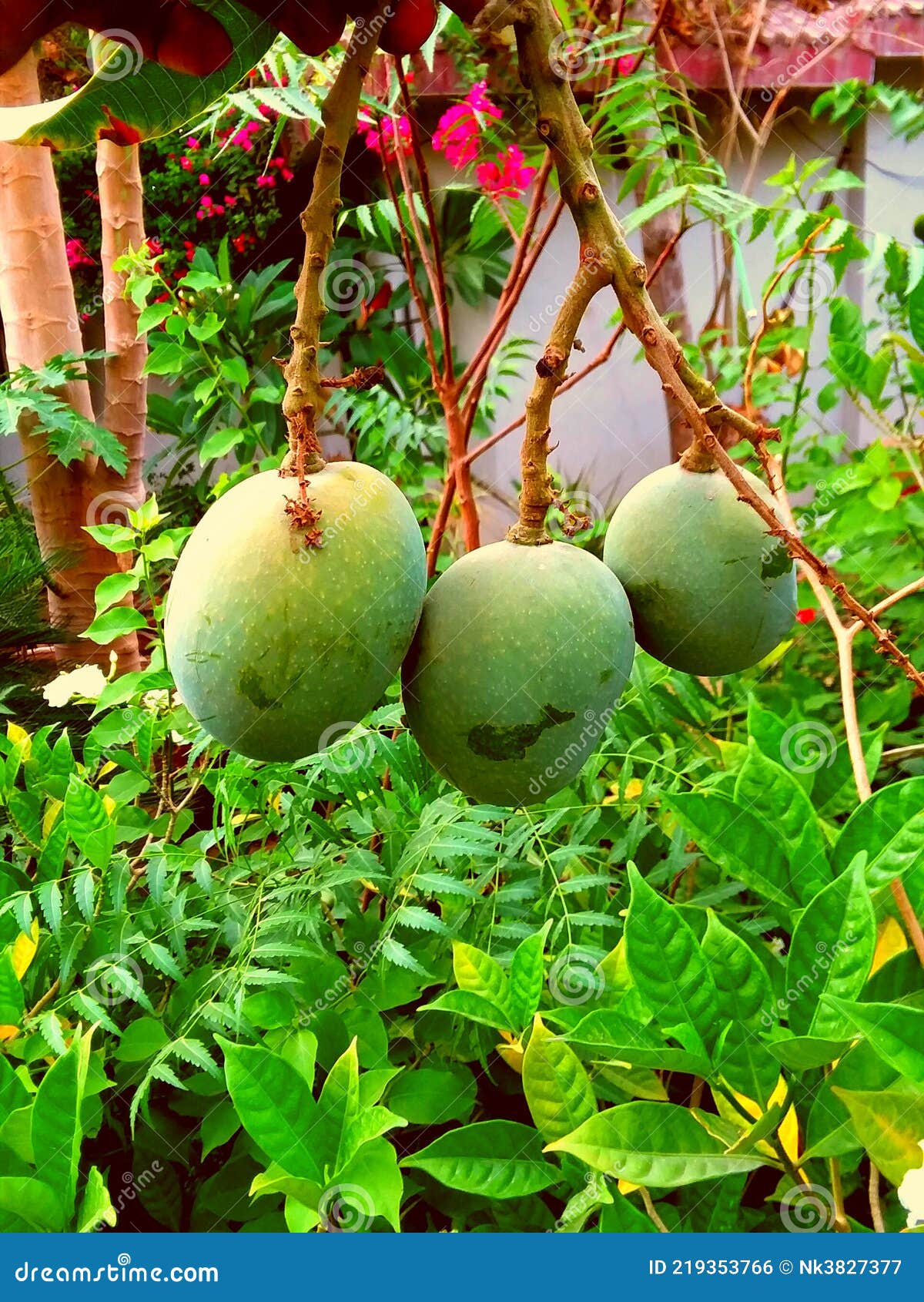 Pure Mango Planted on the Tree Pakistan Stock Photo - Image of pure ...