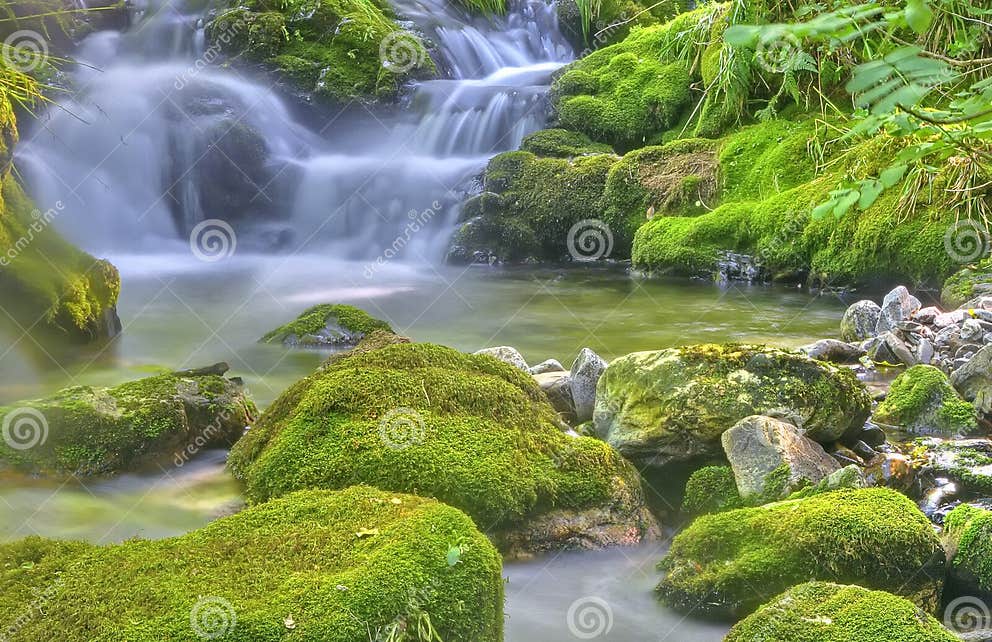 Pure nature. stock image. Image of ecology, nature, muniellos - 19111293