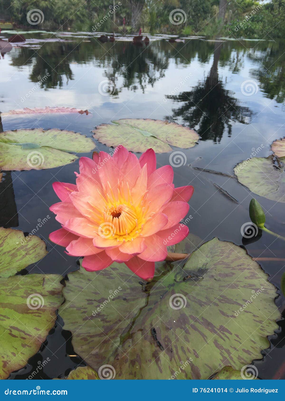 Pure nature beauty stock photo. Image of pure, flower - 76241014