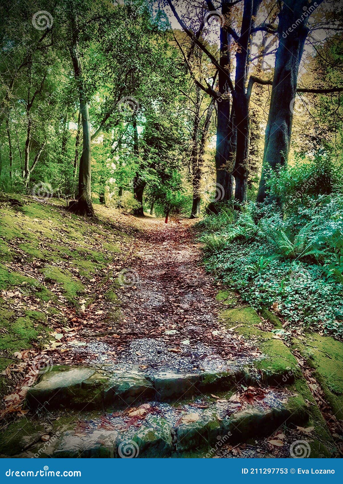 Pure nature stock image. Image of place, nature, entrance - 211297753