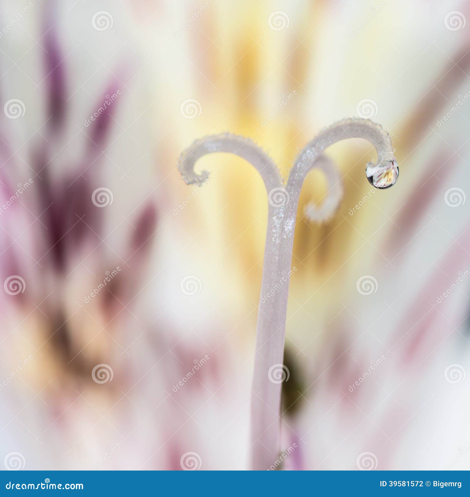 Pure Nectar stock photo. Image of alstroemeria, nectar - 39581572