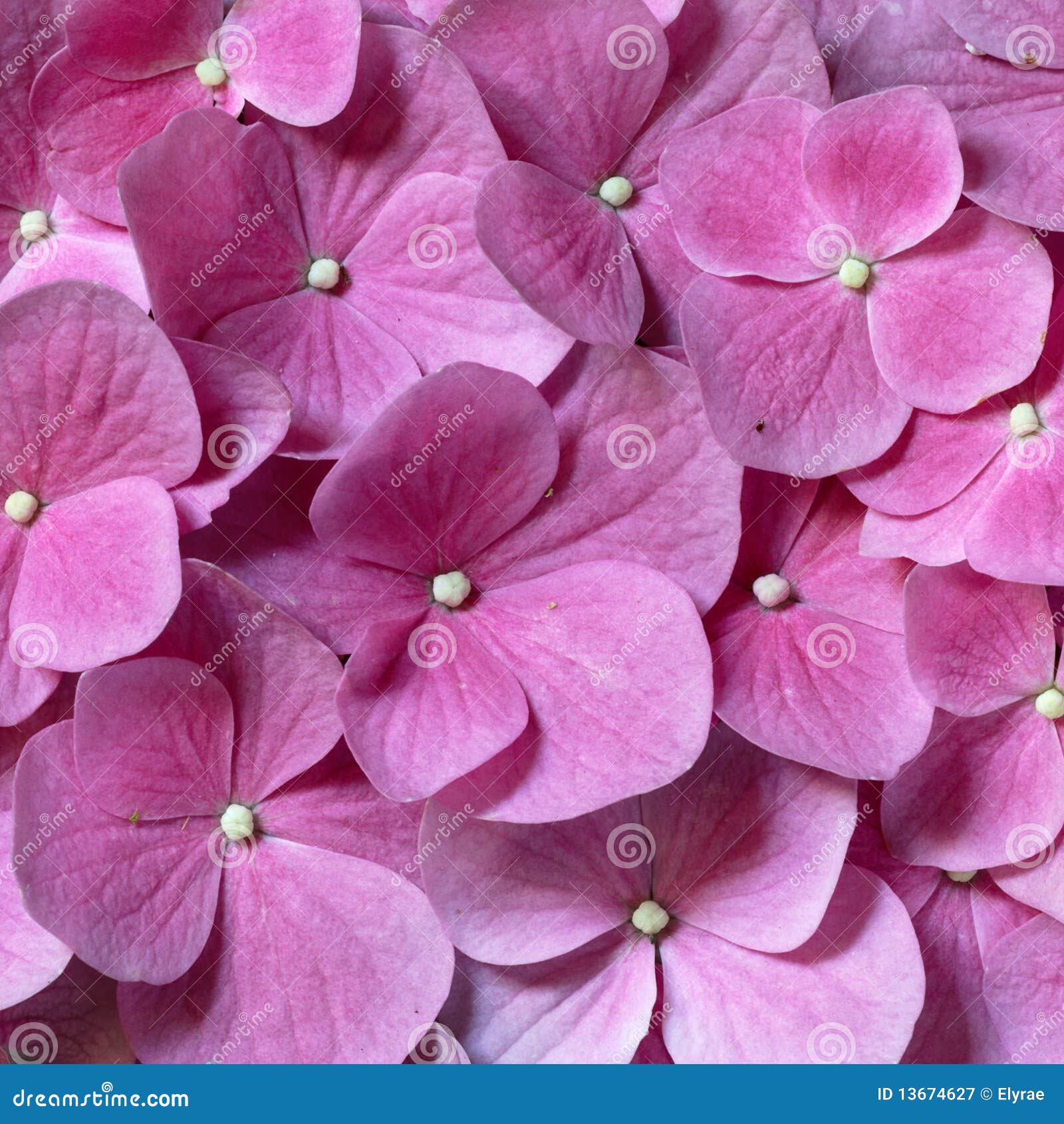 Pure pink background stock image. Image of blooming, nature - 13674627