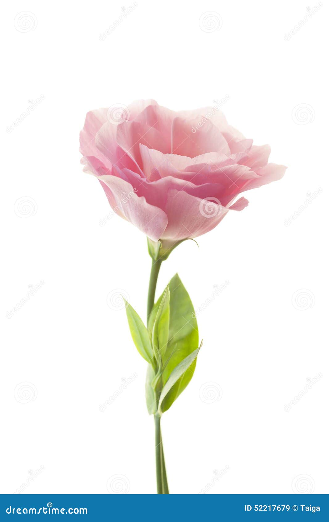 Pure Pink Eustoma Isolated on White Background Stock Image - Image of ...