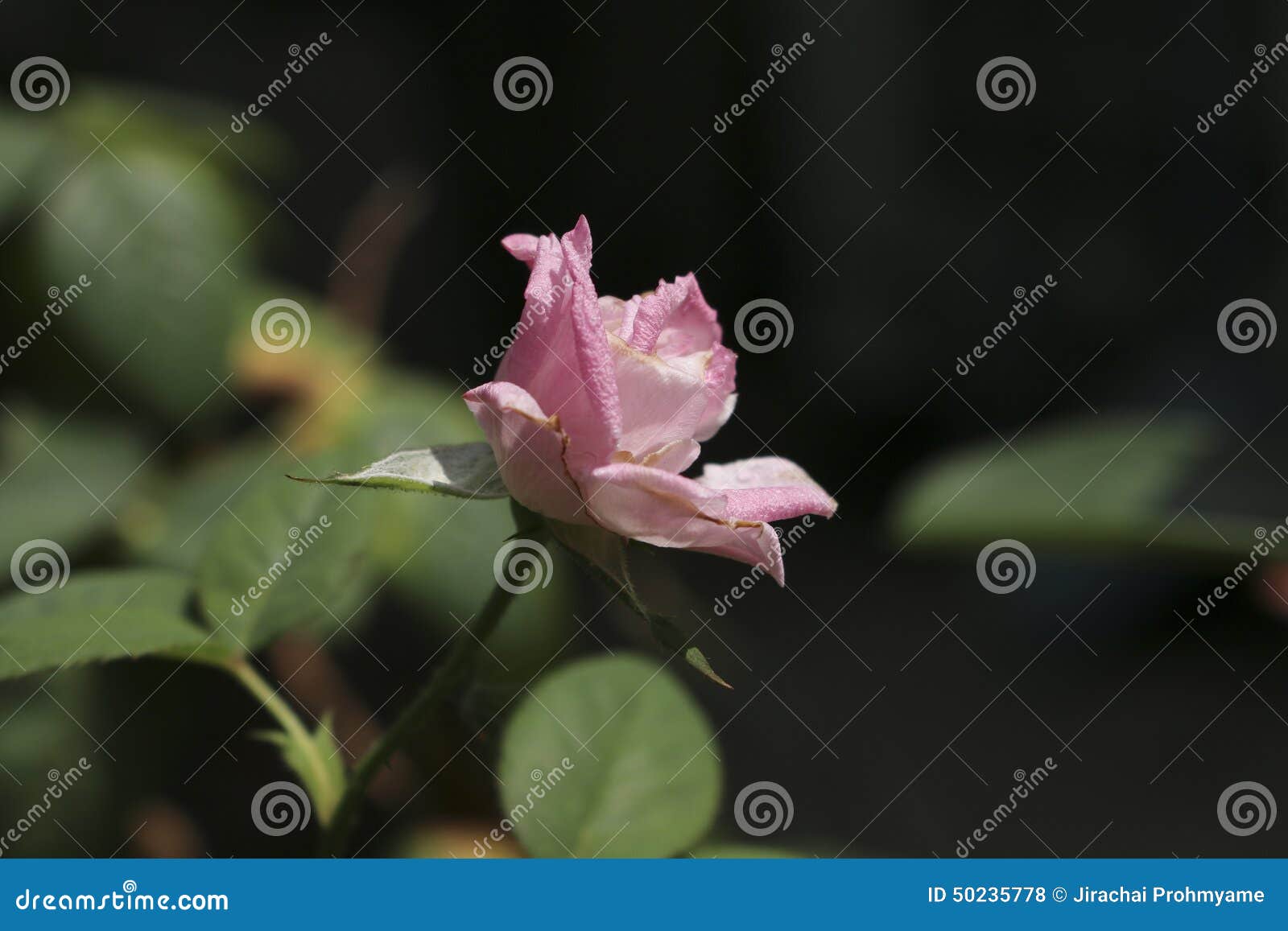 Pure Pink Rose for Valentine Day Stock Photo - Image of blooming ...