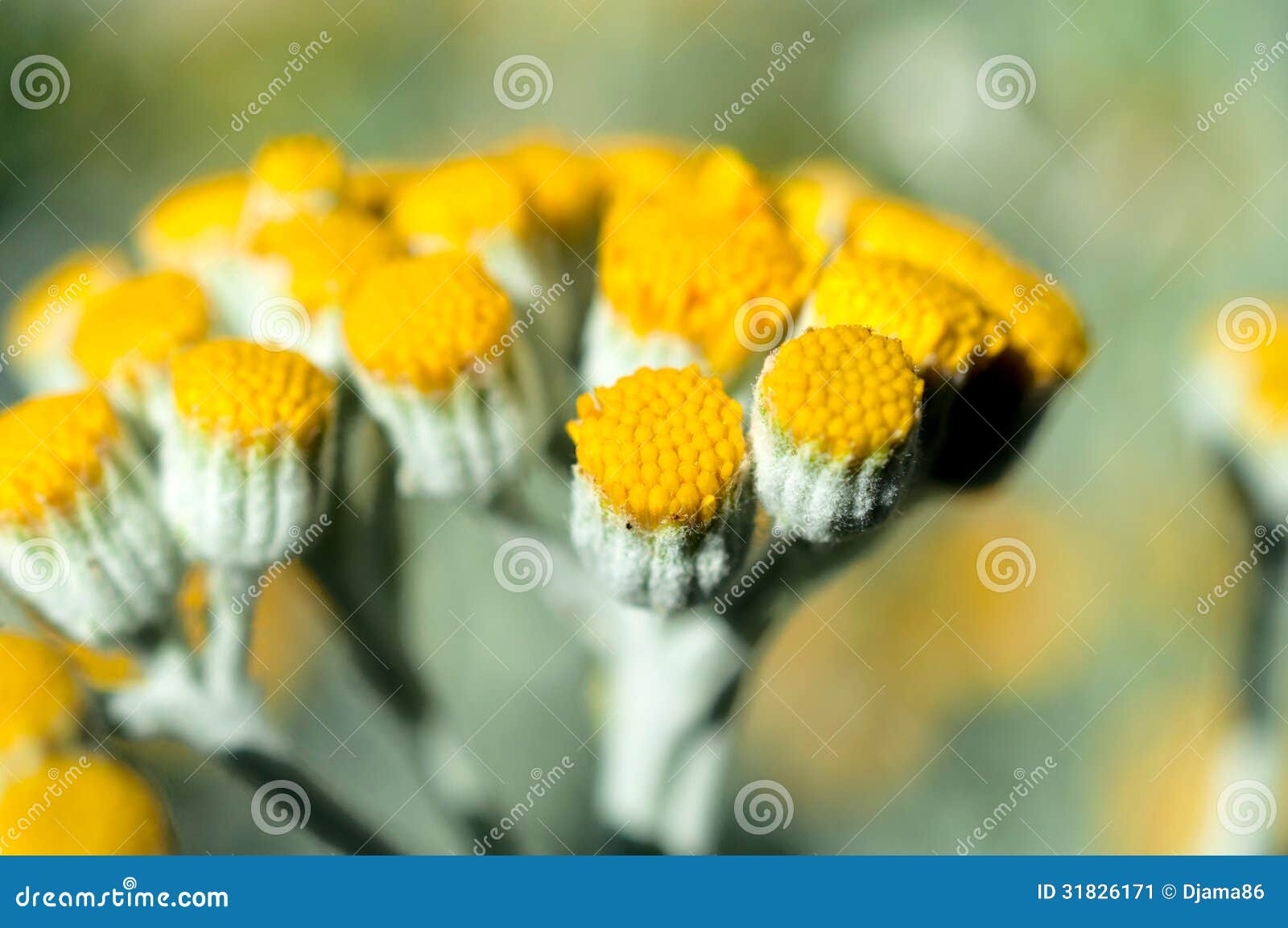 Pure pollen stock image. Image of natural, granule, focus - 31826171