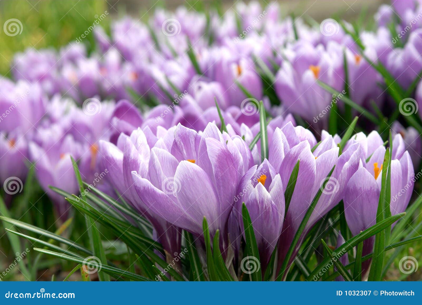 Pure purple stock image. Image of stem, colored, flower - 1032307