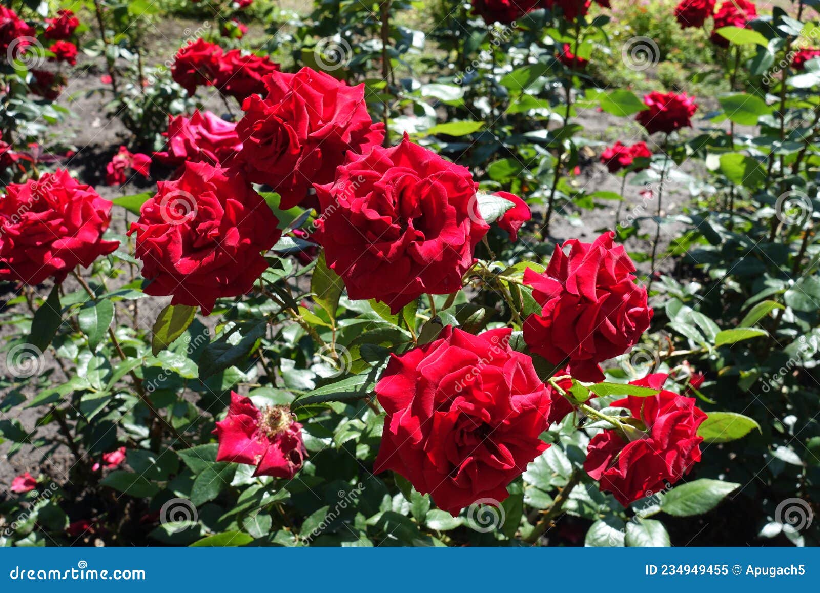 Pure red flowers of roses stock image. Image of garden - 234949455