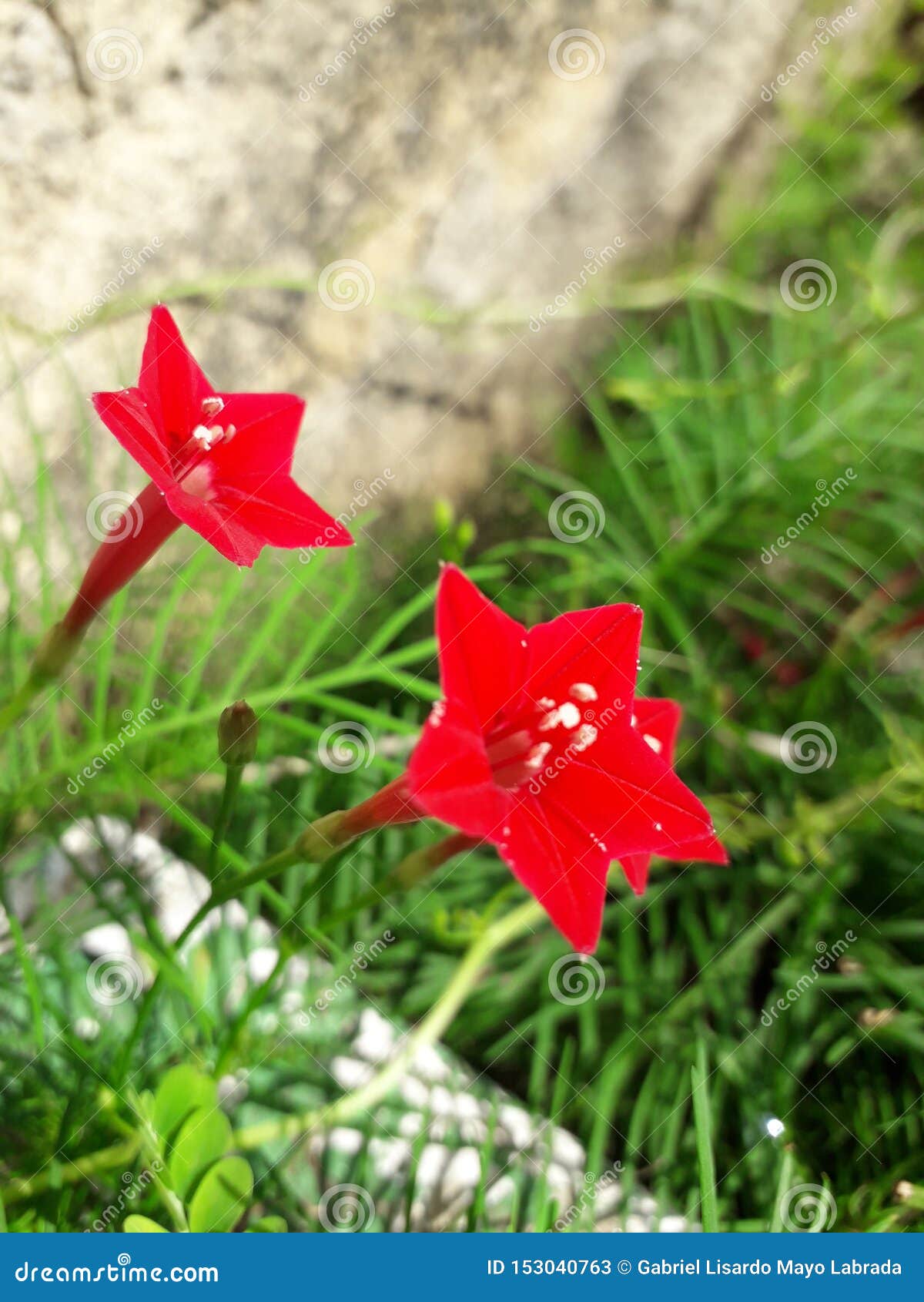 Pure Red and Green, Beautiful Flowers. Stock Image - Image of beautiful ...