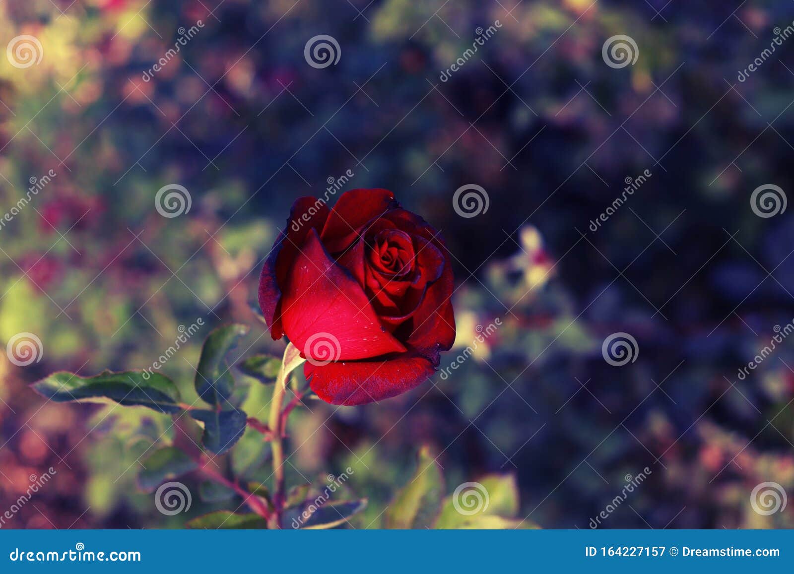 Pure red rose stock image. Image of lovepure, rose, blue - 164227157