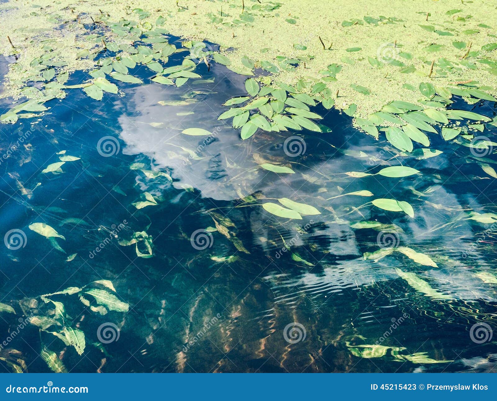 Pure river stock image. Image of pure, spring, greenery - 45215423