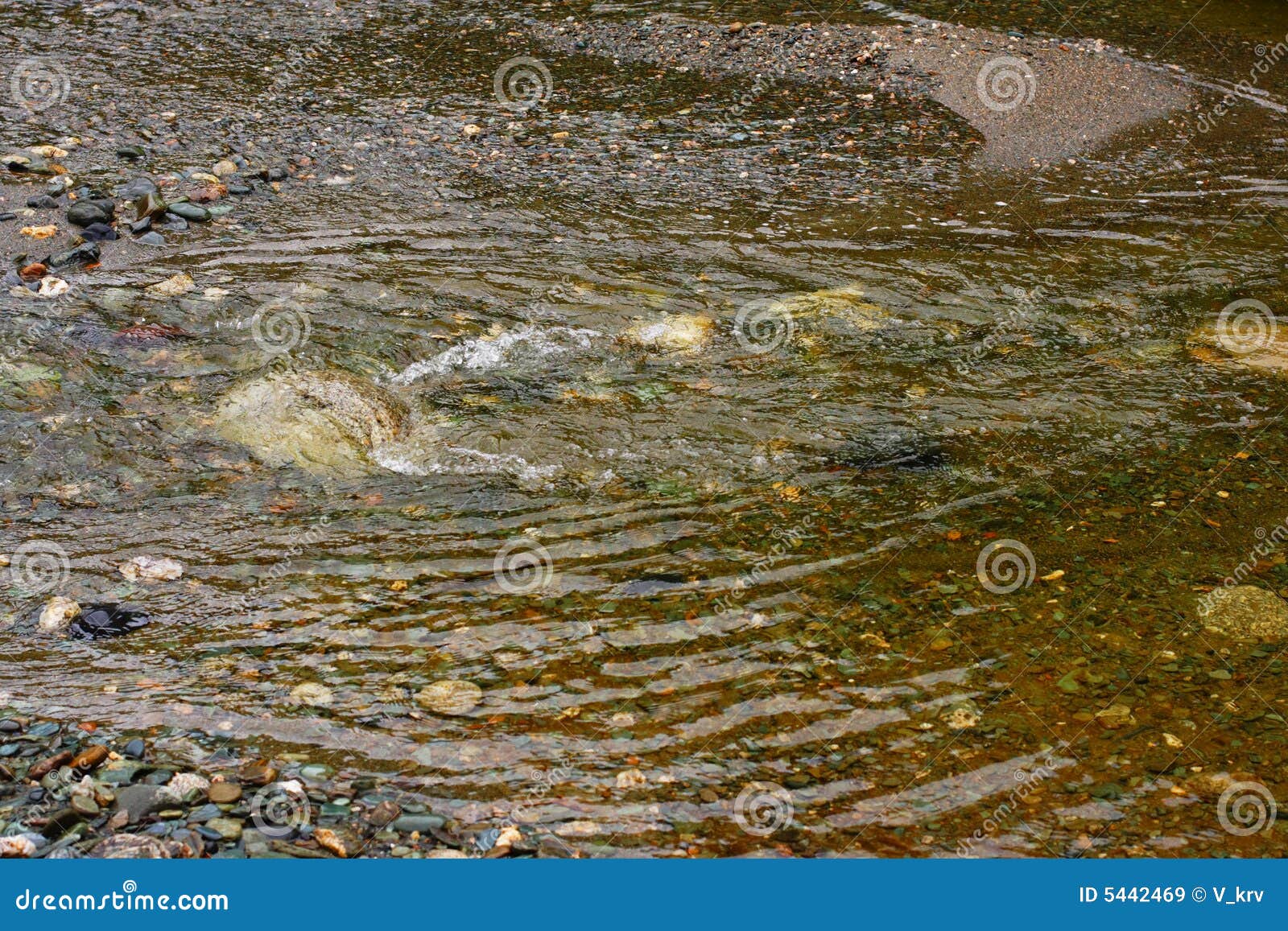 Pure River Transparent Water. Variant Two. Stock Image - Image of brown ...