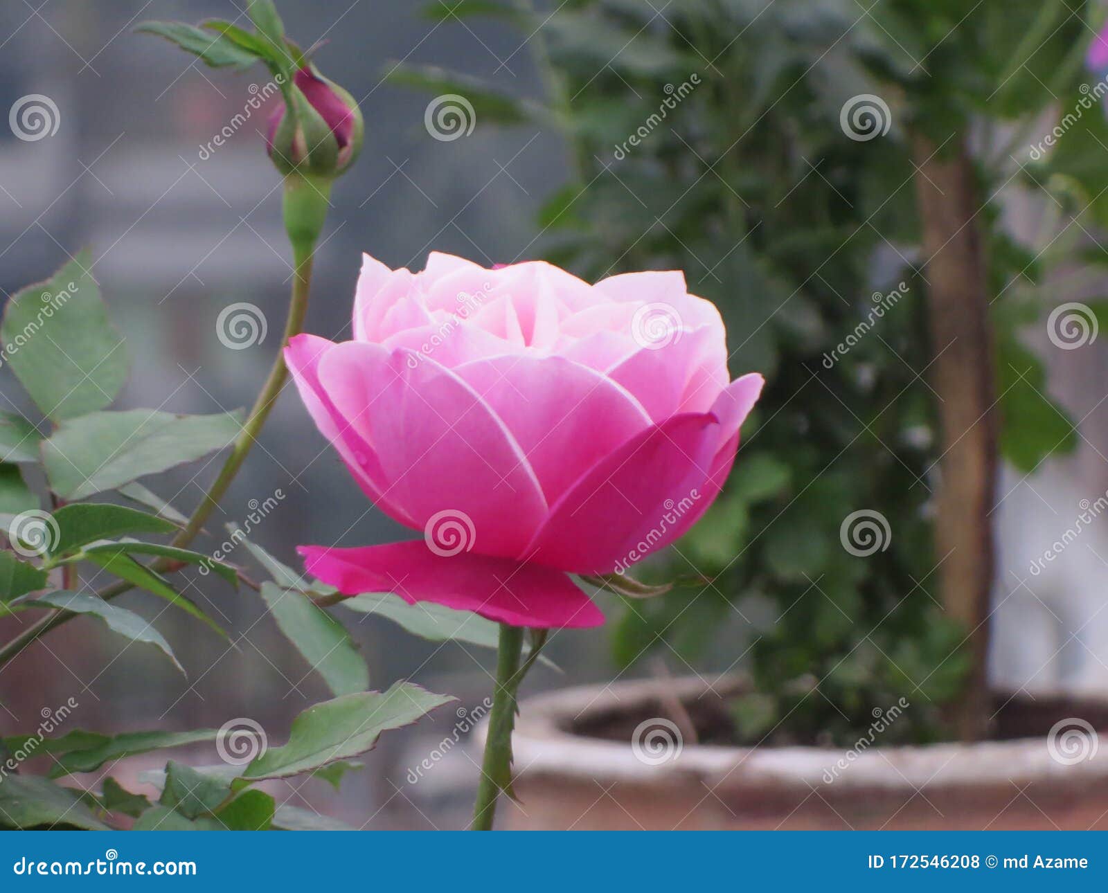 Pure Rose Flower Crystal Photo Stock Photo - Image of flower, rose ...