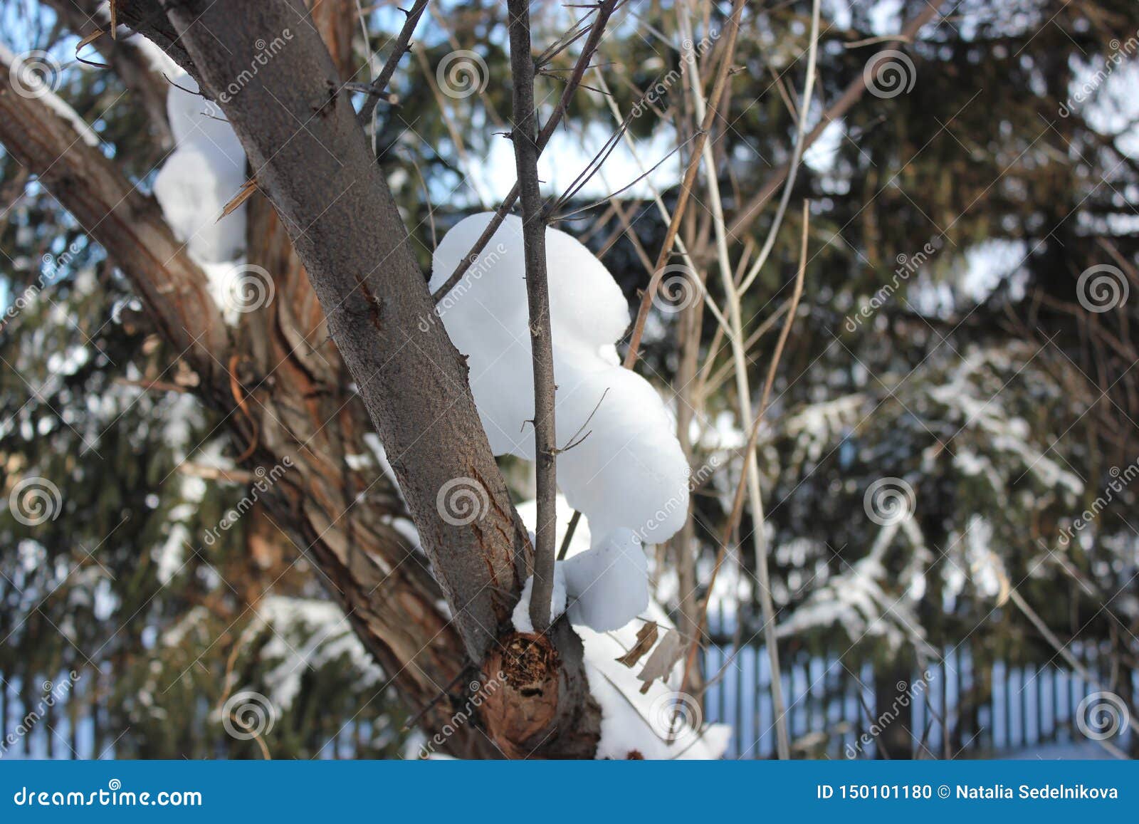 Pure Snow on the Tree Trunk Stock Photo - Image of freeze, life: 150101180