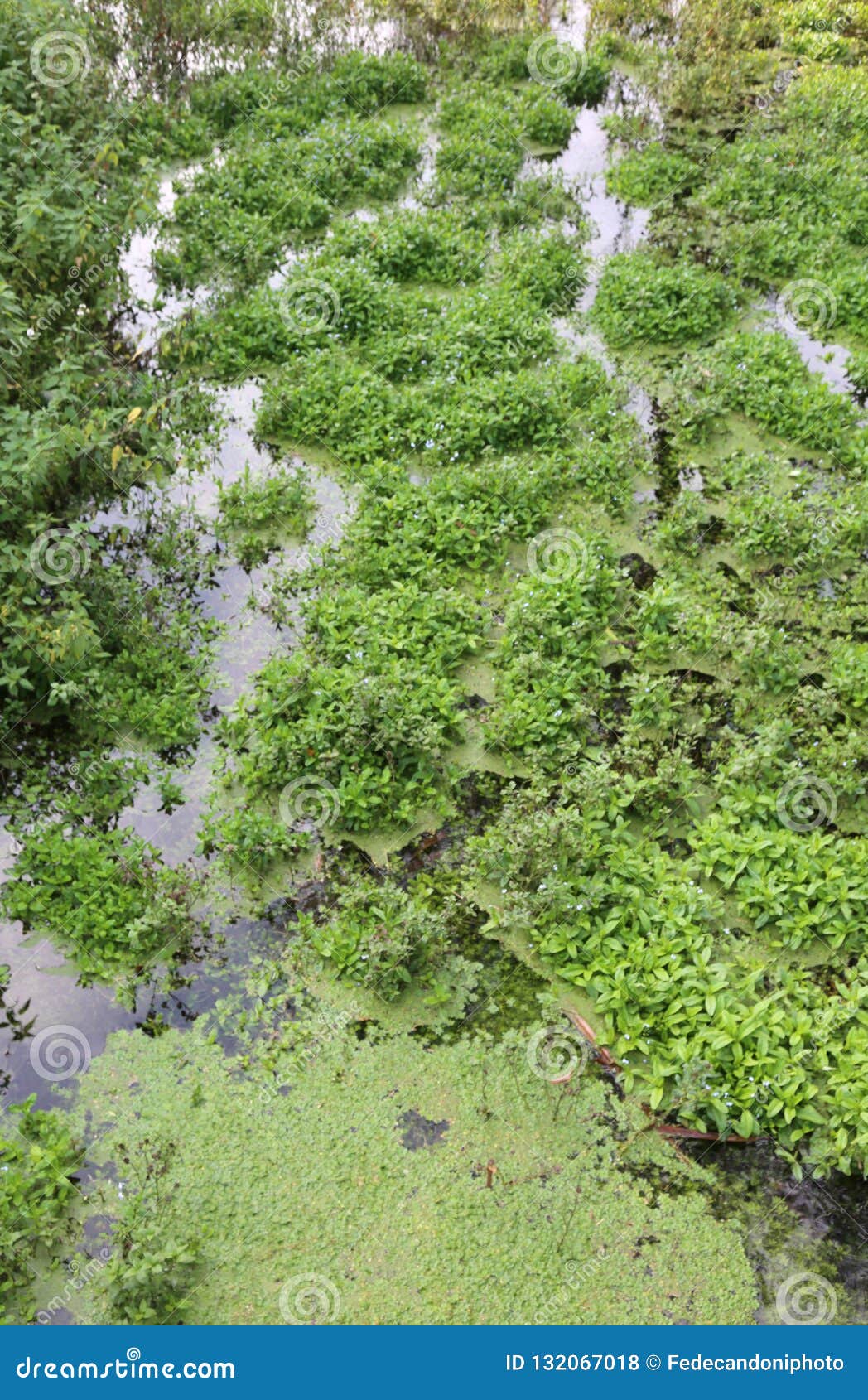 Pure Spring Water with Many Aquatic Plants Stock Photo - Image of rural ...