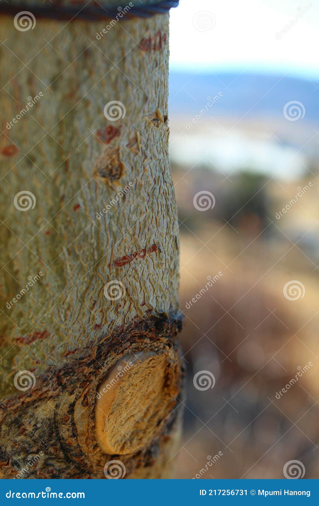 Pure Standing Log Ready To Do the Work Stock Image - Image of pure ...