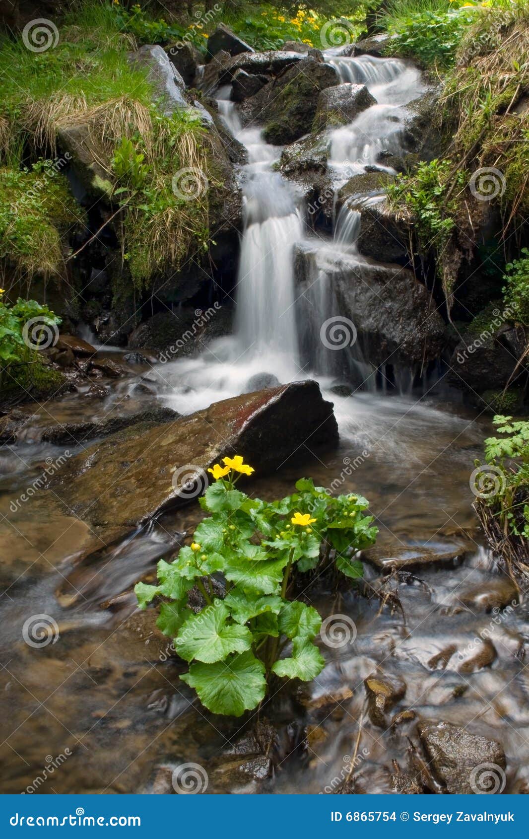 Pure stream stock photo. Image of coniferous, grass, ecology - 6865754
