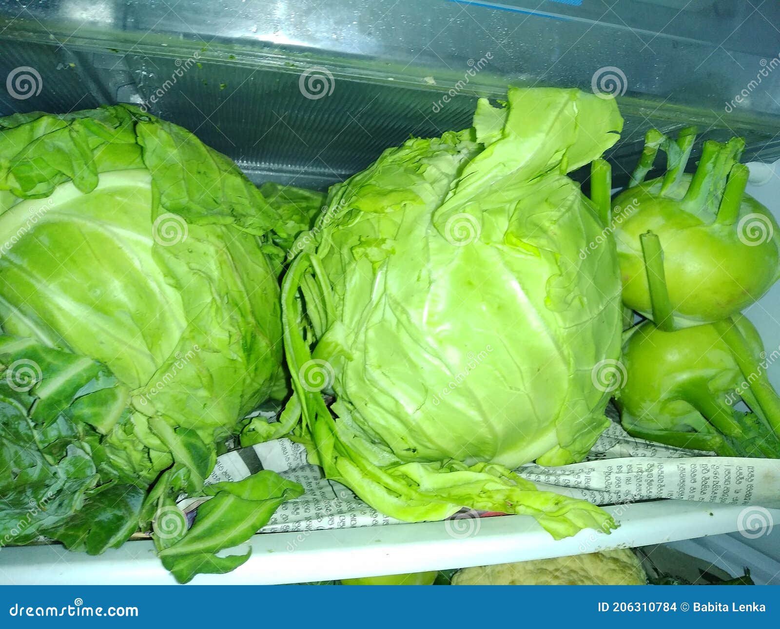 Pure veg cabbage stock photo. Image of green, herb, cabbage - 206310784