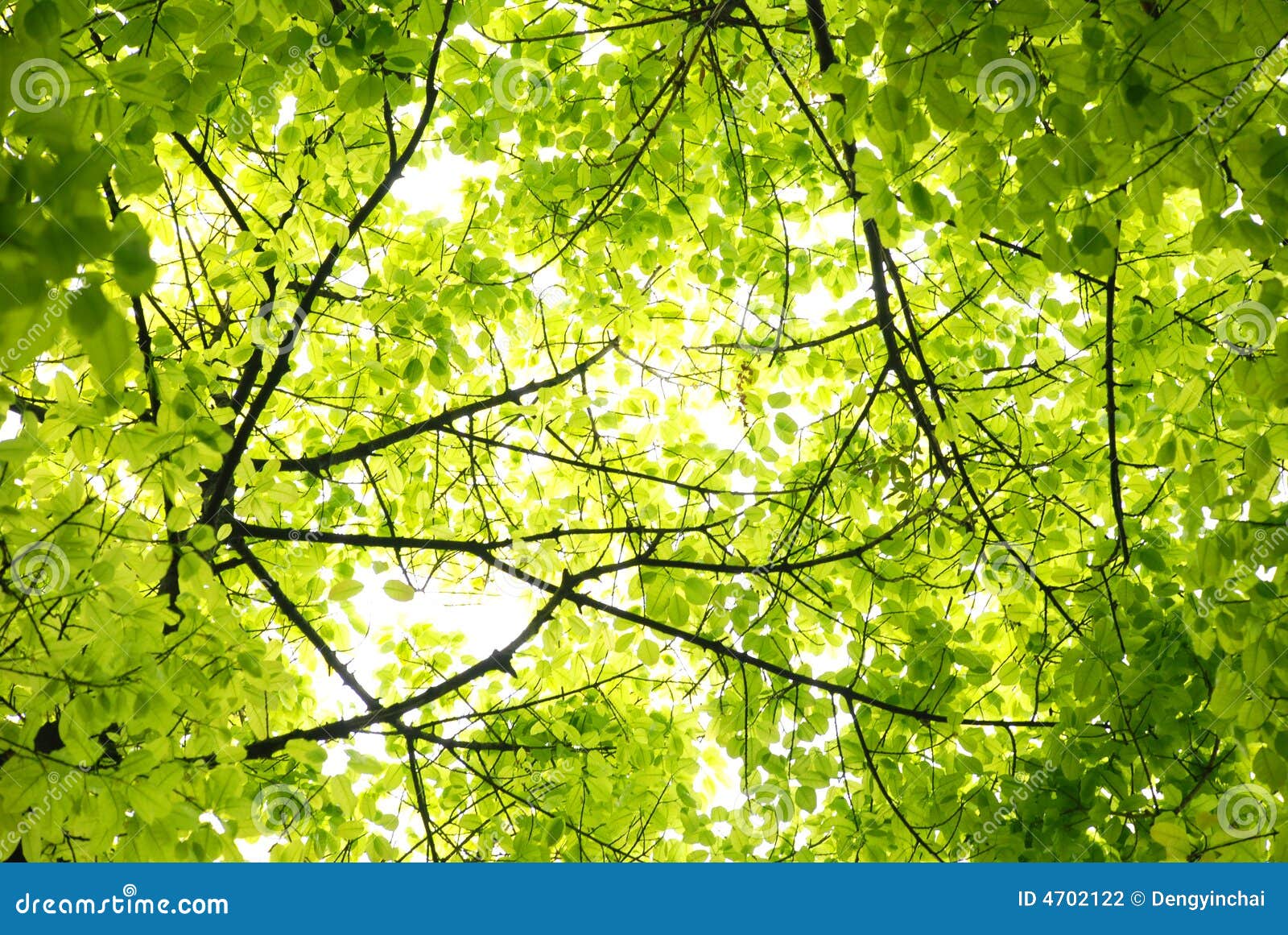 Pure verdure leaves stock photo. Image of plant, banyan - 4702122