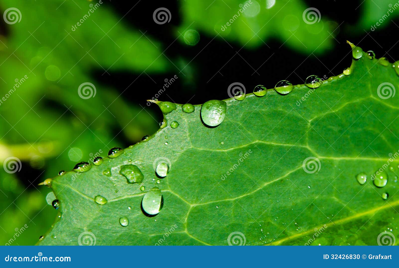 Pure water on leaf stock photo. Image of healthy, fresh - 32426830