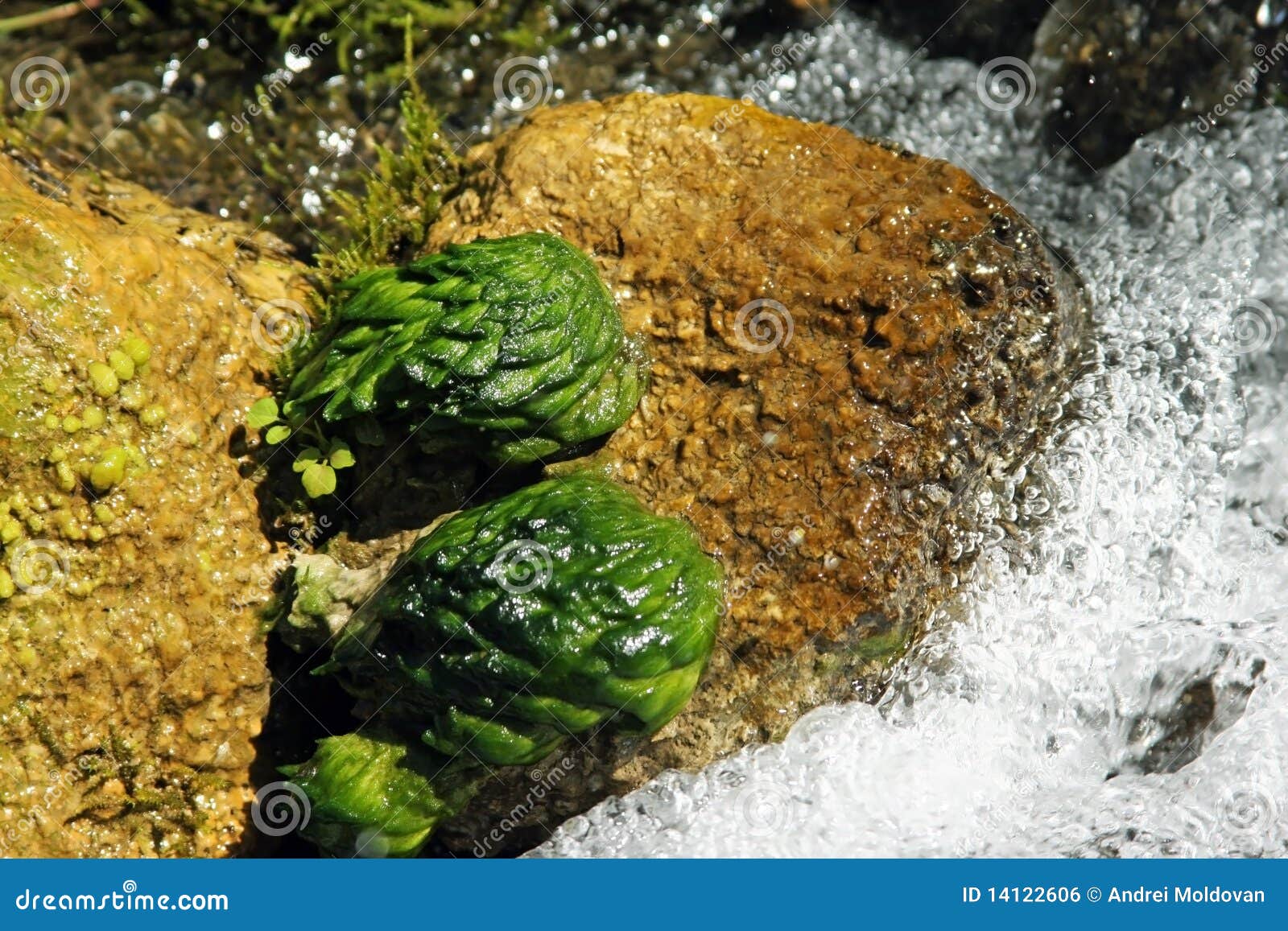 Pure water and moss stock photo. Image of powerful, river - 14122606