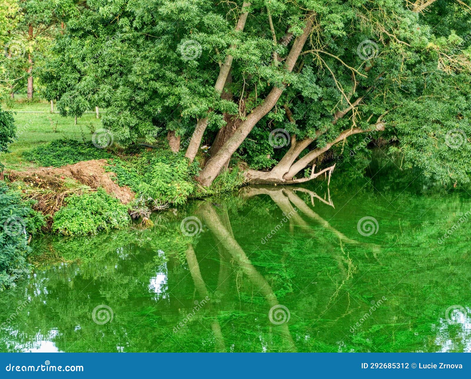 Pure Water River in the Wood Stock Photo - Image of summer, bohemia ...