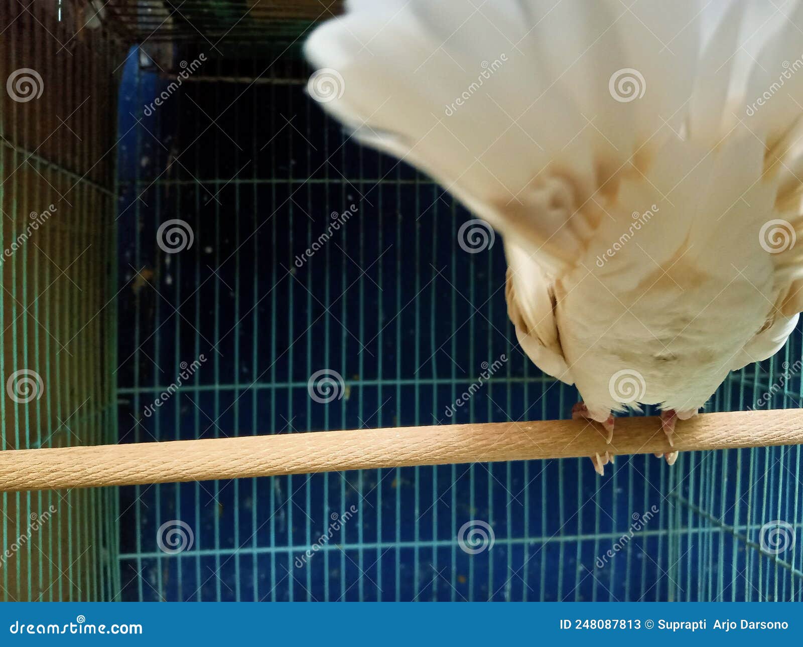 A Pure White Bird in a Cage Stock Image - Image of pure, wildlife ...