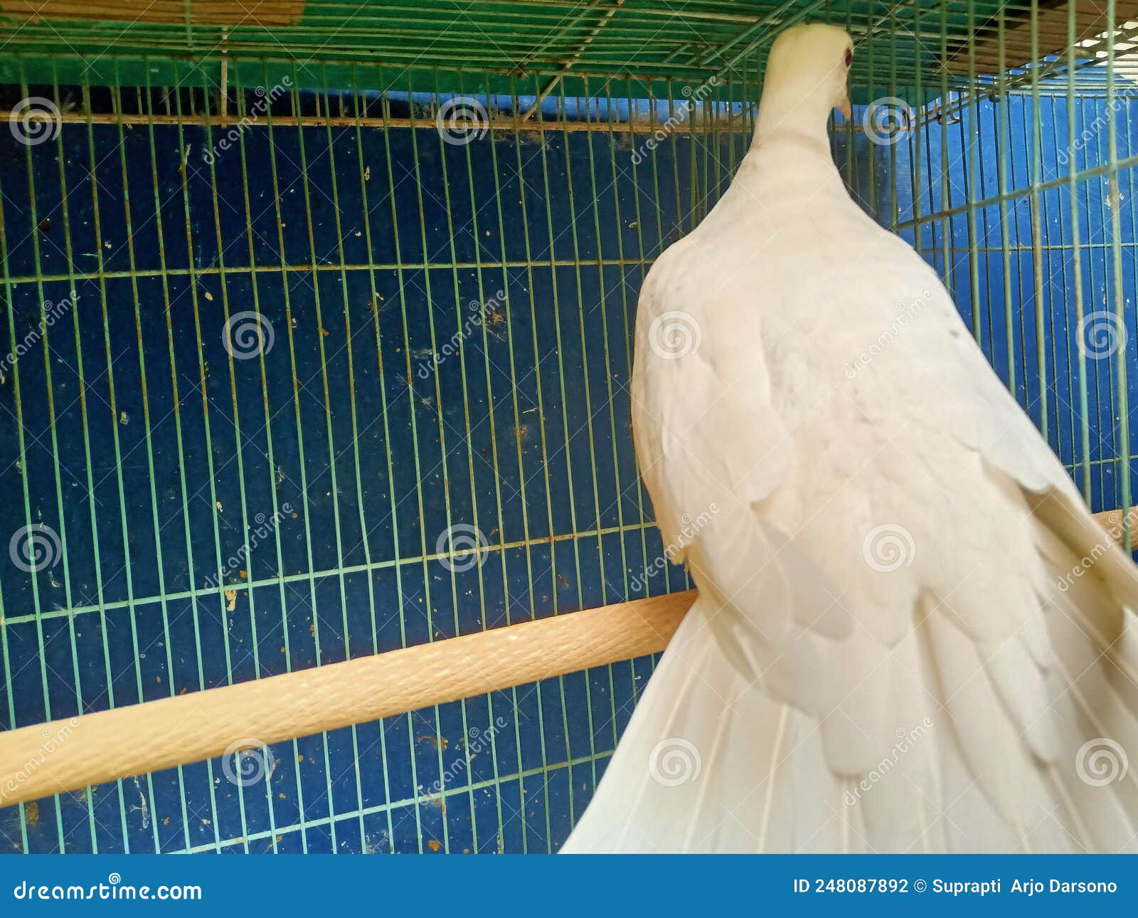 A Pure White Bird in a Cage Stock Photo - Image of beak, parrot: 248087892
