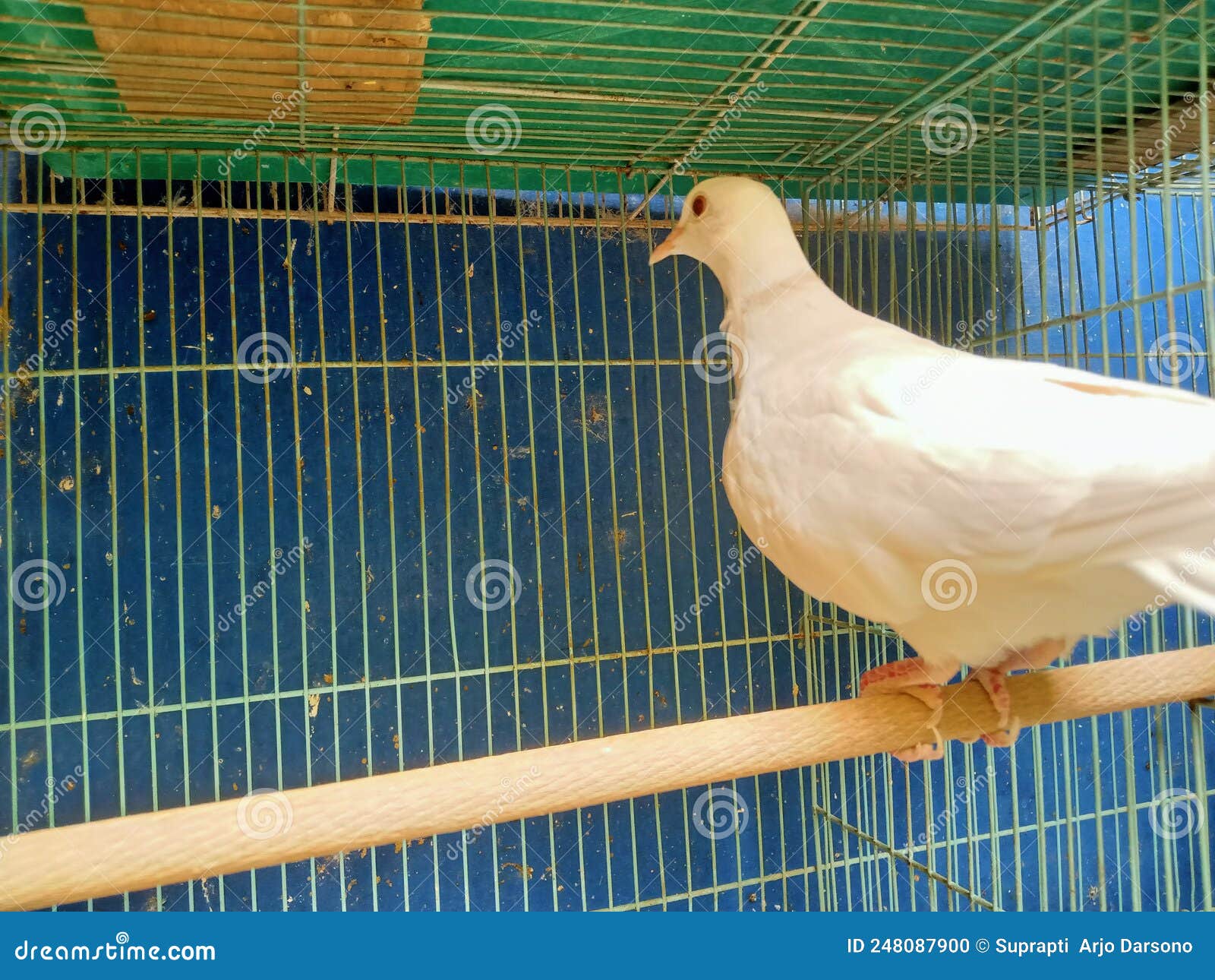 A Pure White Bird in a Cage Stock Photo - Image of animal, white: 248087900