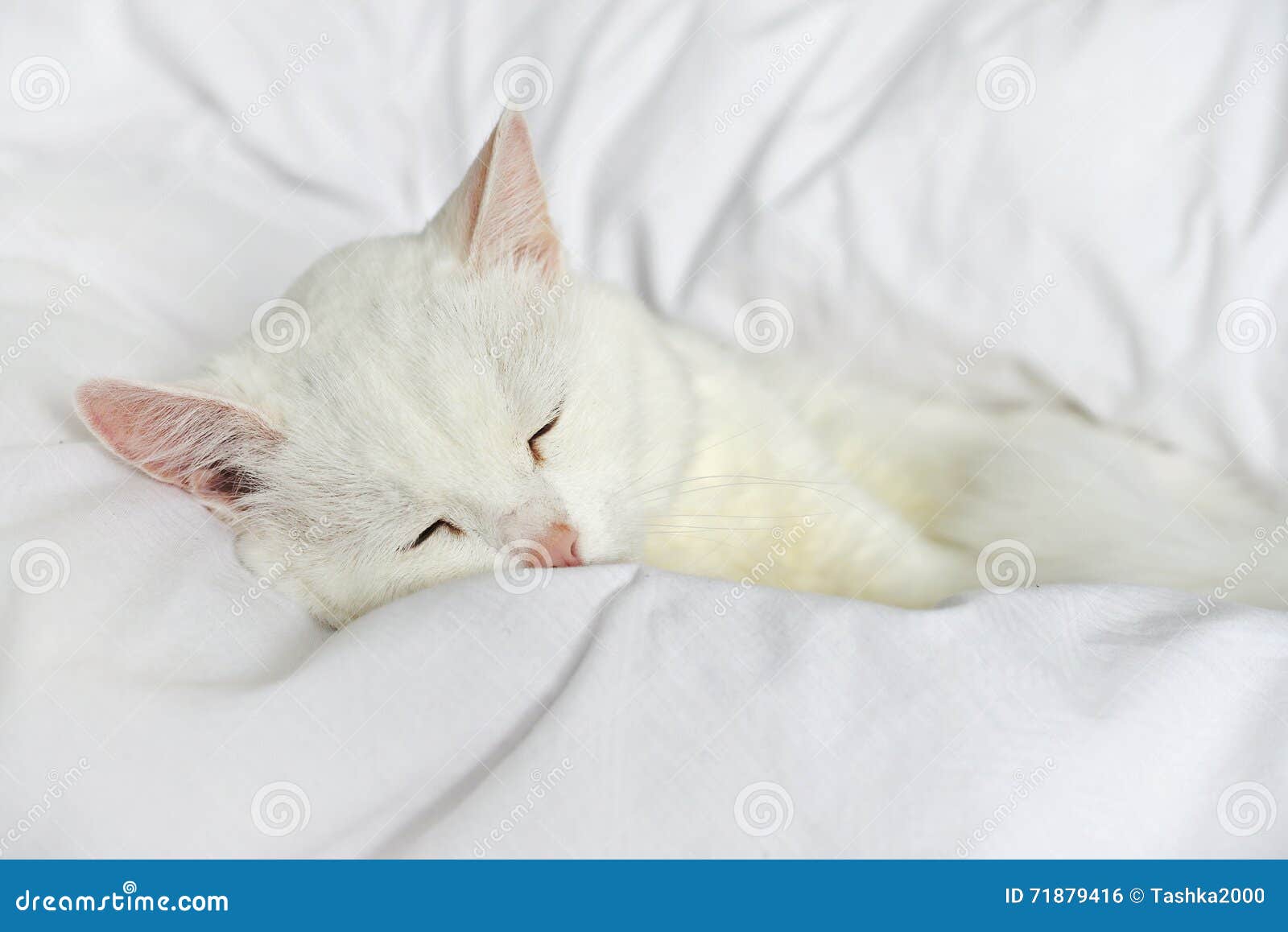 Pure white cat sleeping stock photo. Image of claws, pussycat - 71879416