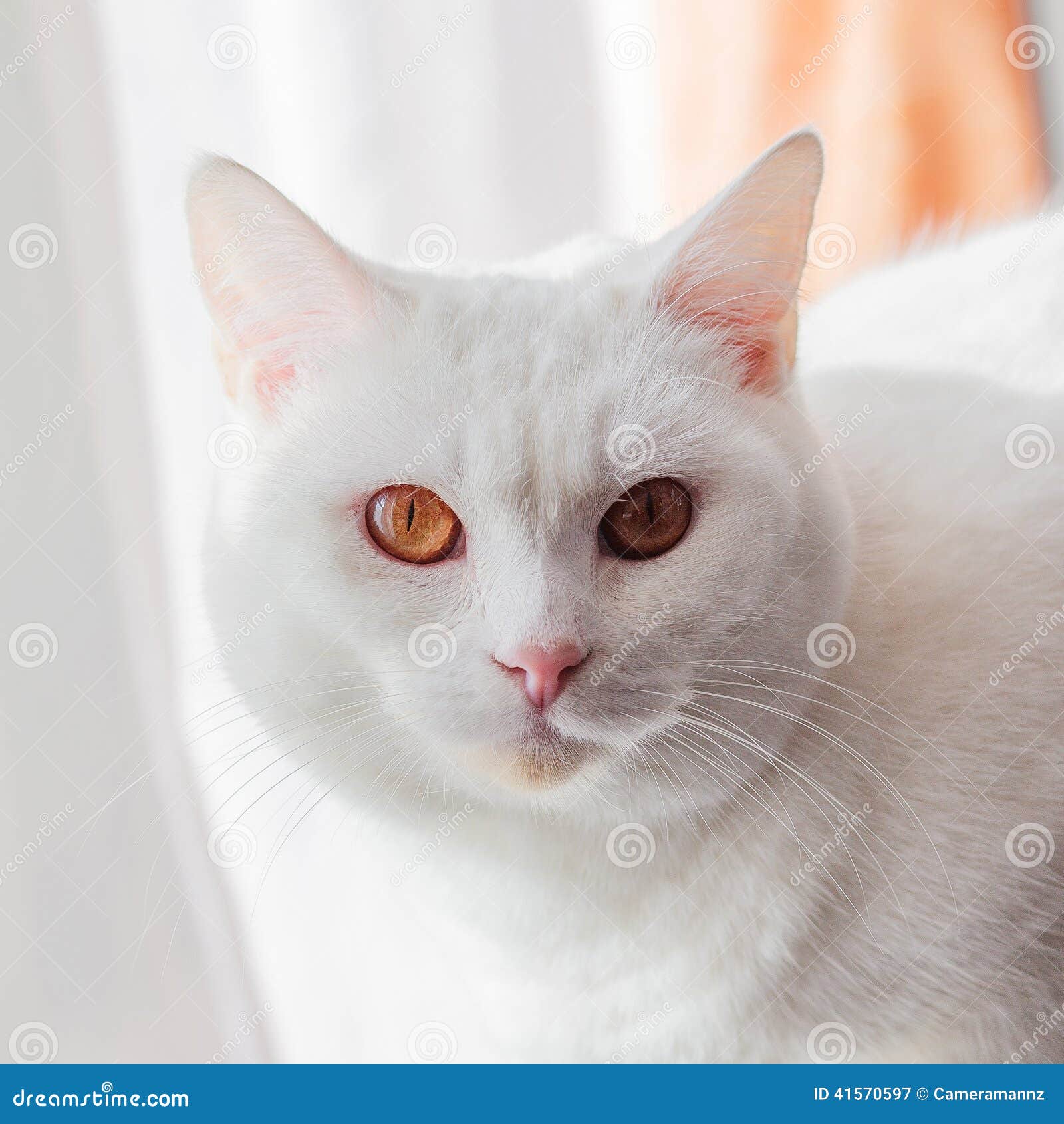 Pure white cat stock image. Image of young, cute, small - 41570597