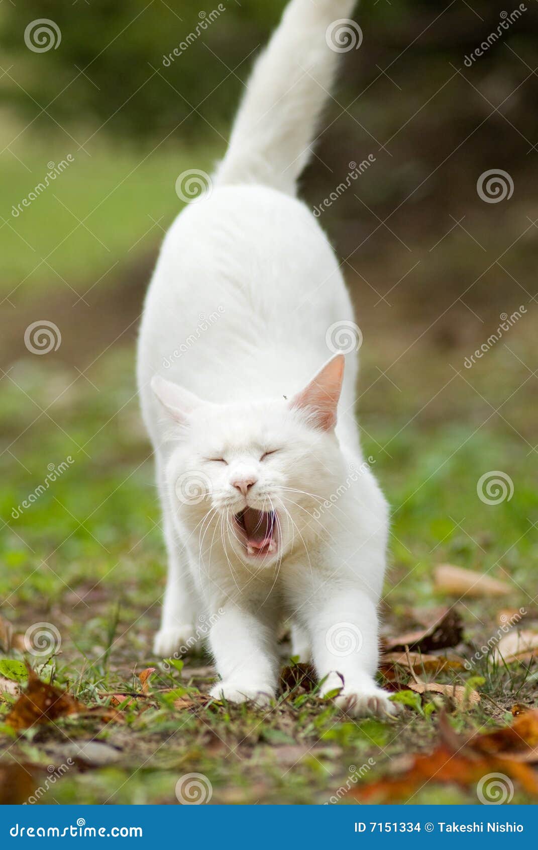 Pure white cat yawning stock photo. Image of cuddly, puss - 7151334