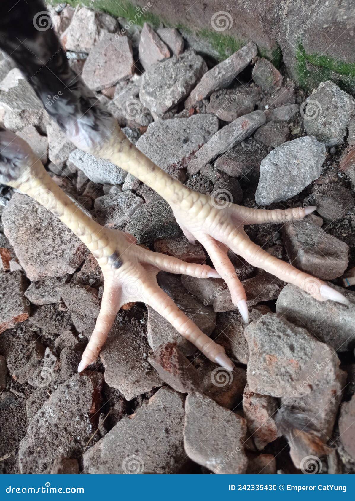 Pure of White Chicken Feet Smooth on the Beautiful Ground Stock Photo ...