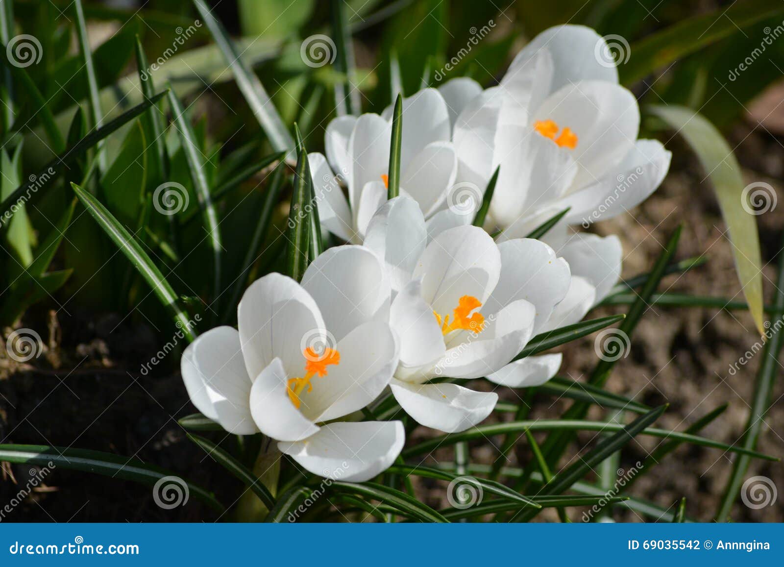 Pure white Crocuses stock photo. Image of ground, petal - 69035542