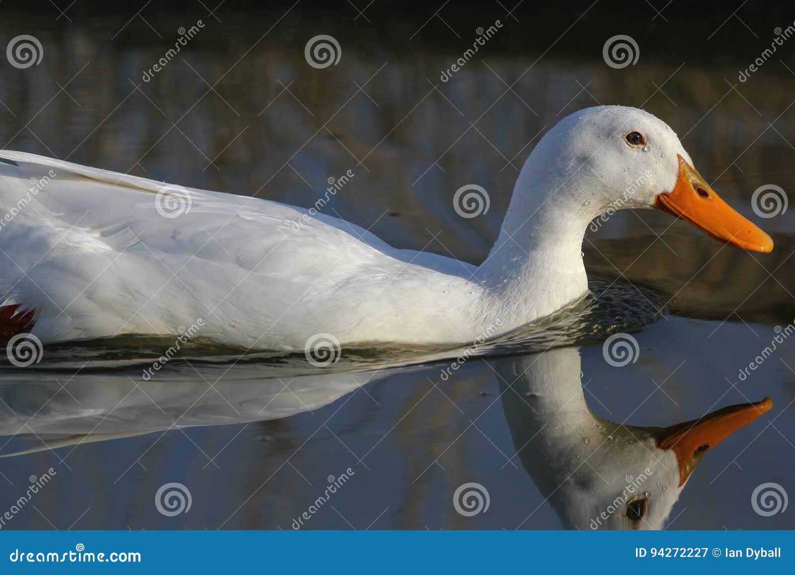 Pure White Duck with Reflection. Beautiful Nature Image. Stock Image ...