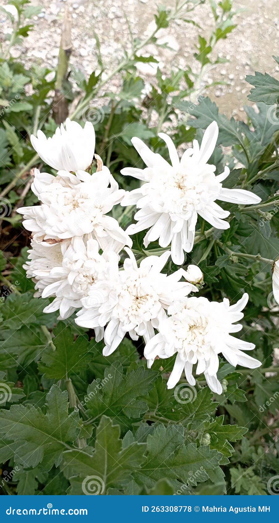 Pure white flower stock photo. Image of petal, wildflower - 263308778