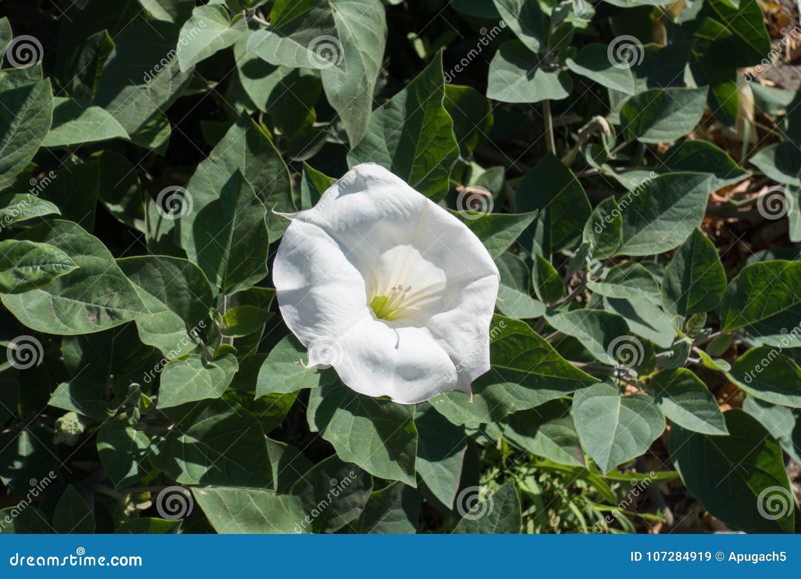 Pure White Flower of Devils Trumpet Stock Image - Image of indian ...