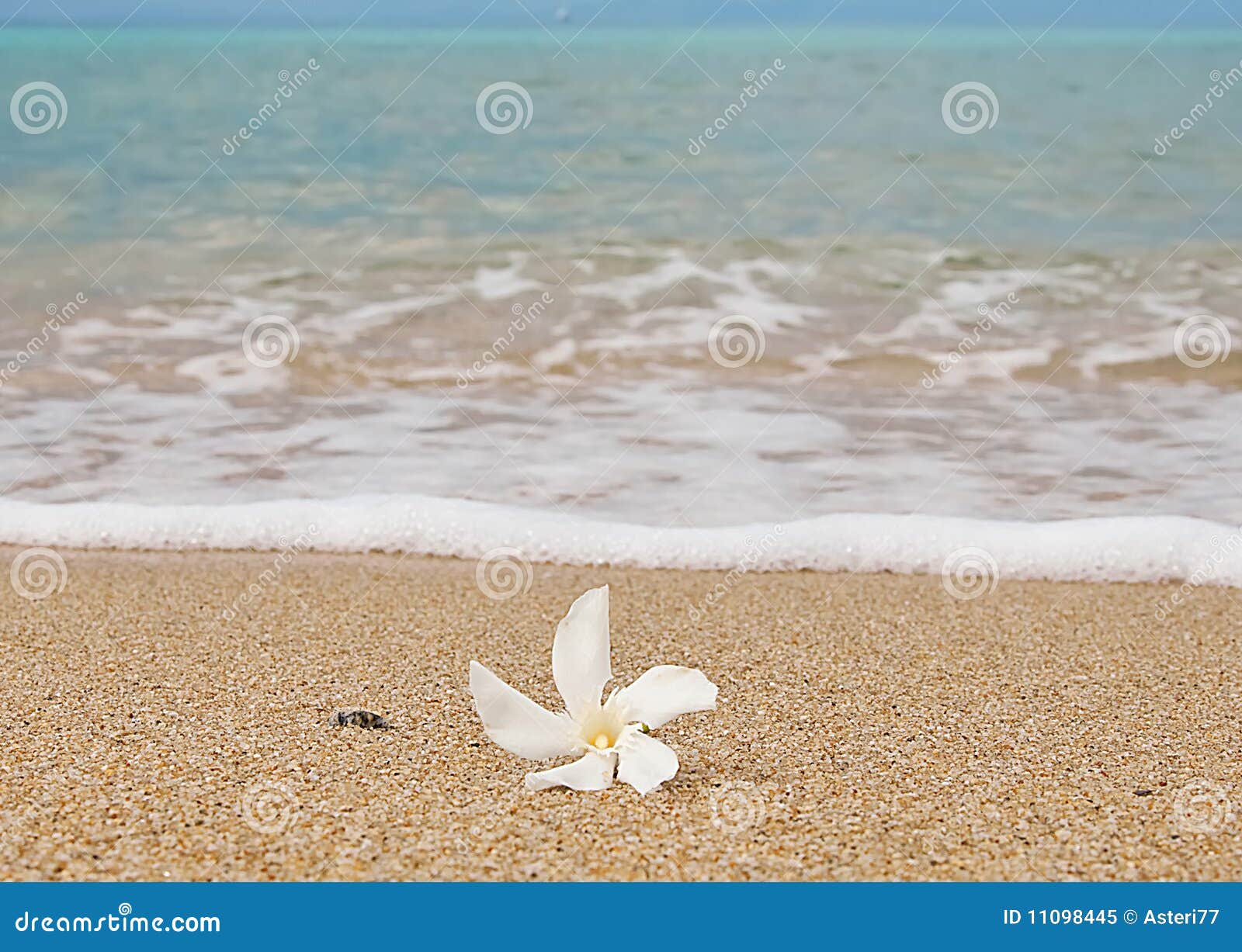 Pure White Flower in the Sand at the Azure Sea Stock Image - Image of ...