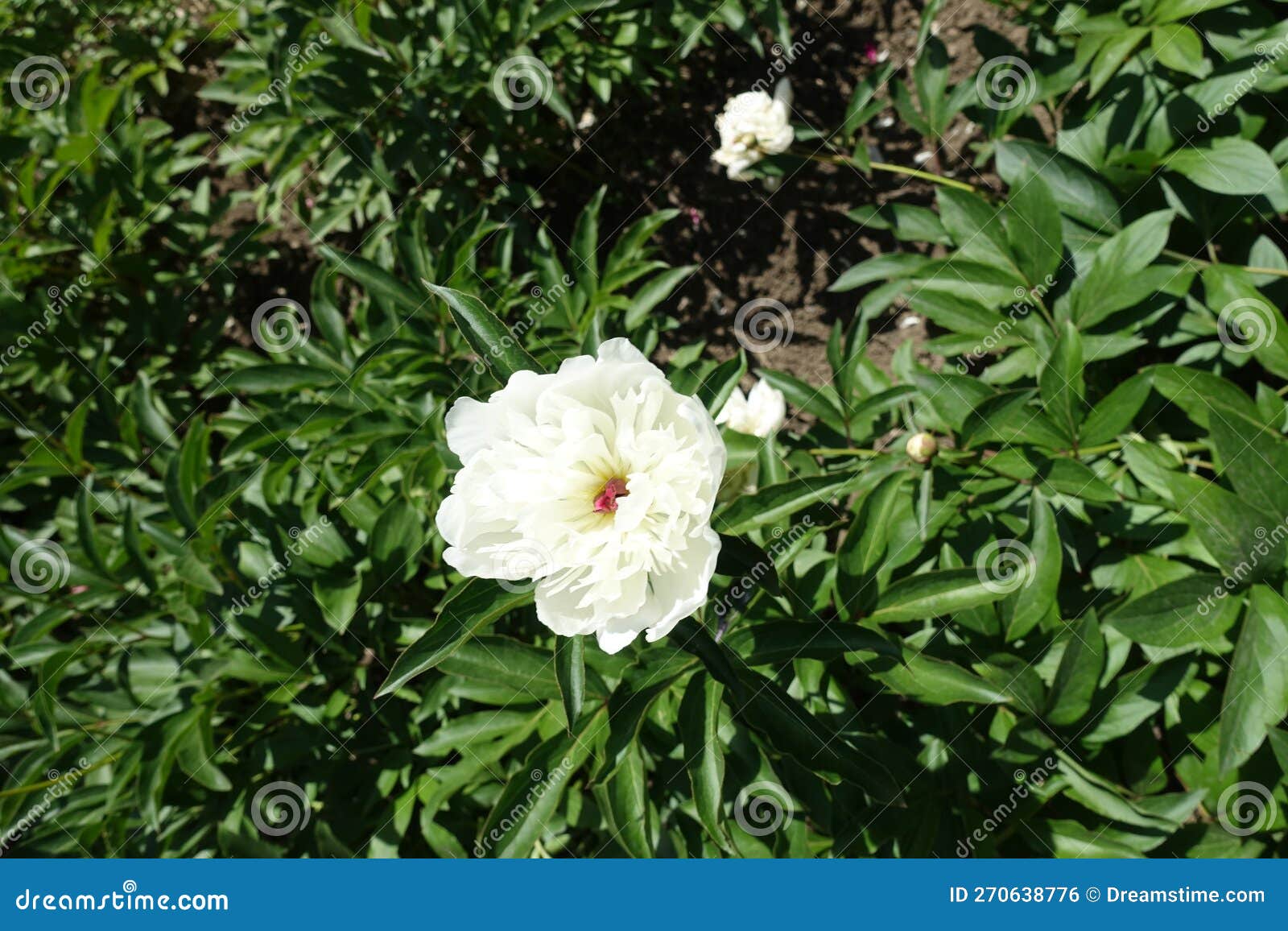 Pure White Flowers of Peonies in June Stock Photo - Image of paeonia ...